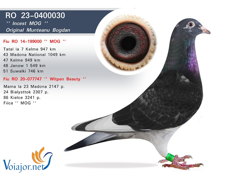 Voiajor.net | Mehr Info: Top-Auktion - Munteanu Bogdan - Botoșani