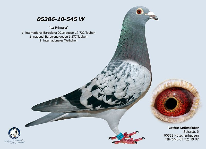 Voiajor.net | Mehr Info: Top-Auktion - Lothar Lessmeister - Deutschland