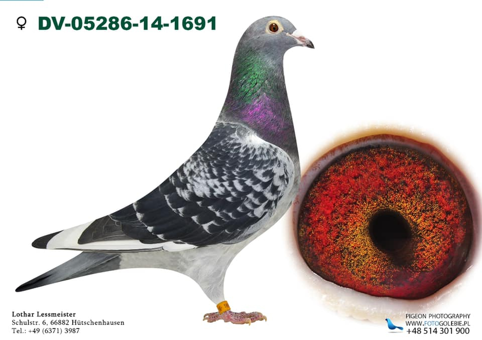 Voiajor.net | Mehr Info: Top-Auktion - Lothar Lessmeister - Deutschland