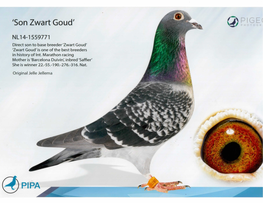 Voiajor.net | Mehr Info: Top-Auktion - Lothar Lessmeister - Deutschland