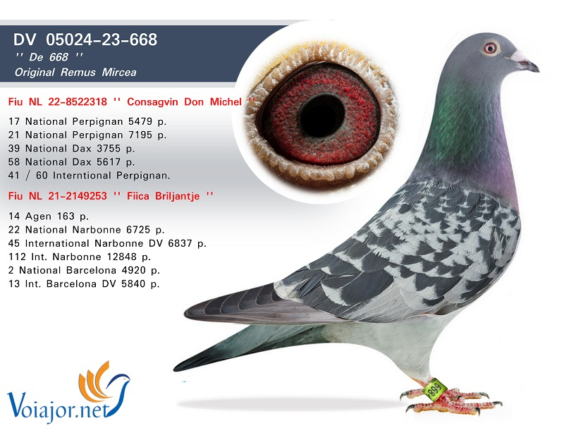 Voiajor.net | Mehr Info: Top-Auktion – Mircea Remus – Deutschland