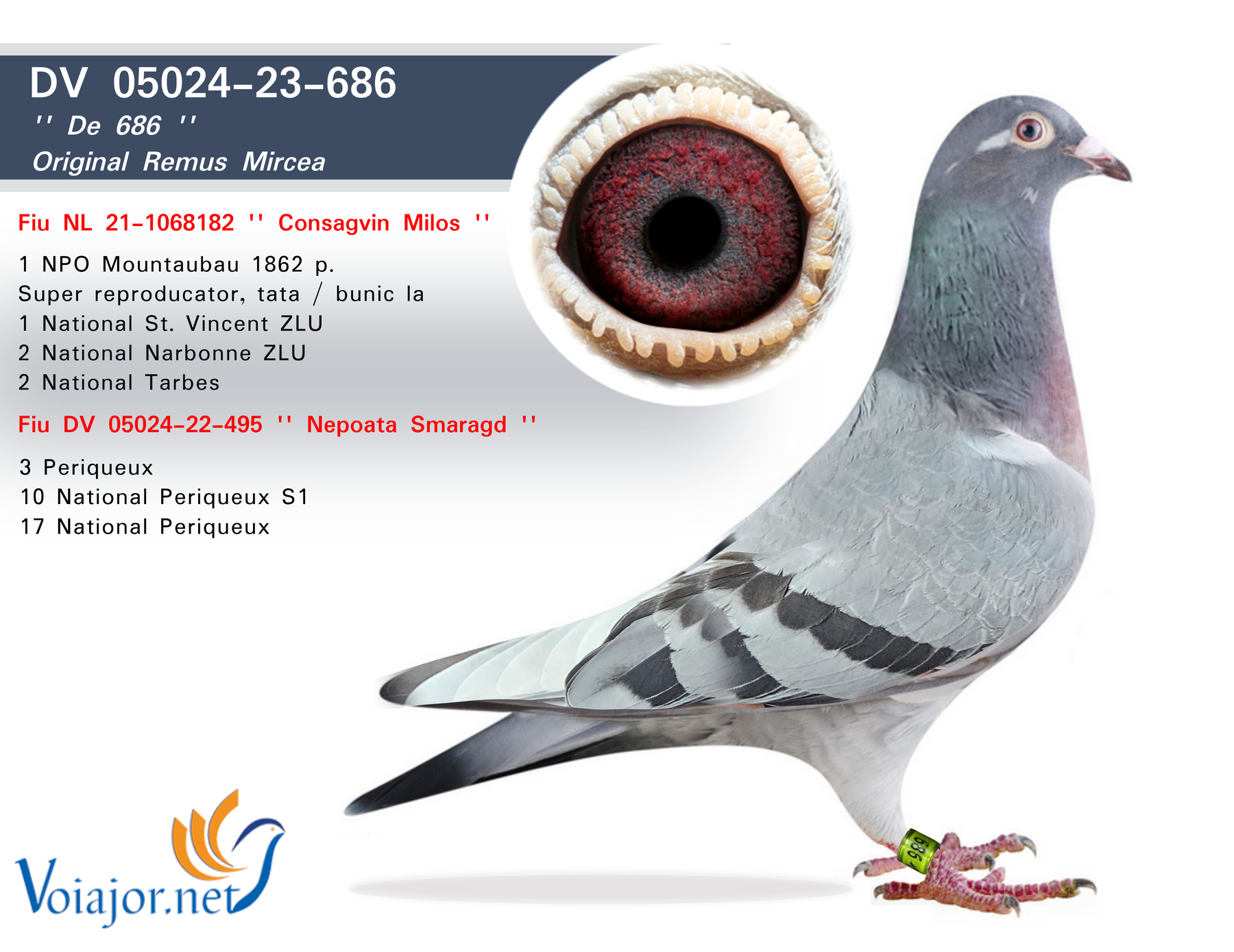 Voiajor.net | Auction Details: Top Auction - Mircea Remus - Germany