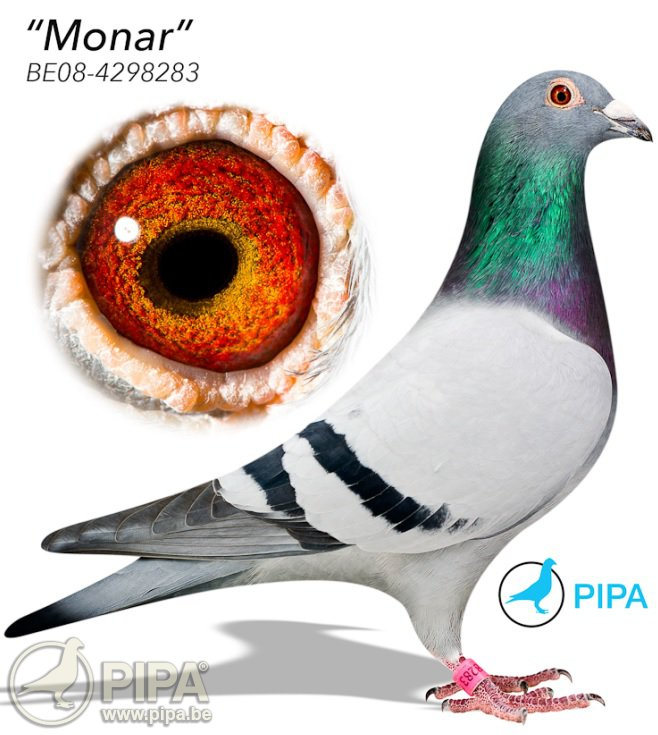 Voiajor.net | Auction Details: Top Auction - Mircea Remus - Germany