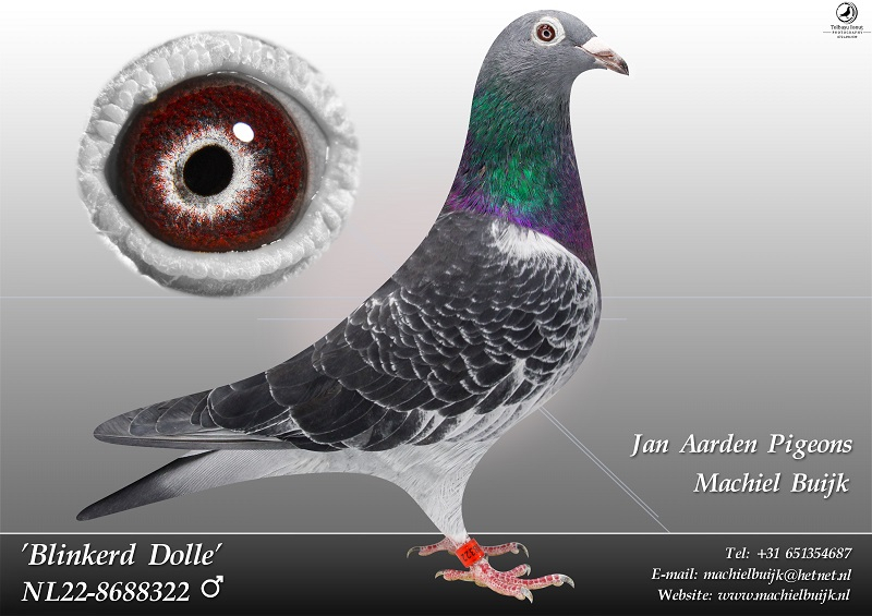 Voiajor.net | Auction Details: Top Auction - Machiel Buijk - Netherlands