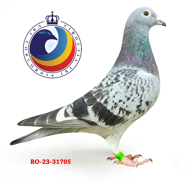 Voiajor.net | Auction Details: Top Auction - Florea Viorel - Suceava