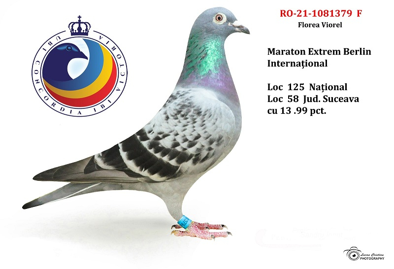 Voiajor.net | Auction Details: Top Auction - Florea Viorel - Suceava