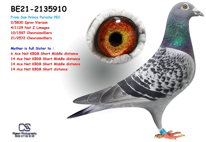 Voiajor.net | Auction Details: Top Auction - Marsille Hadrien - Belgium