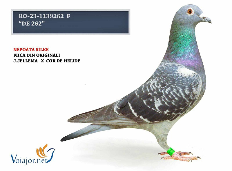 Voiajor.net | Auction Details: Top Auction - Ciobanu Bogdan - Suceava