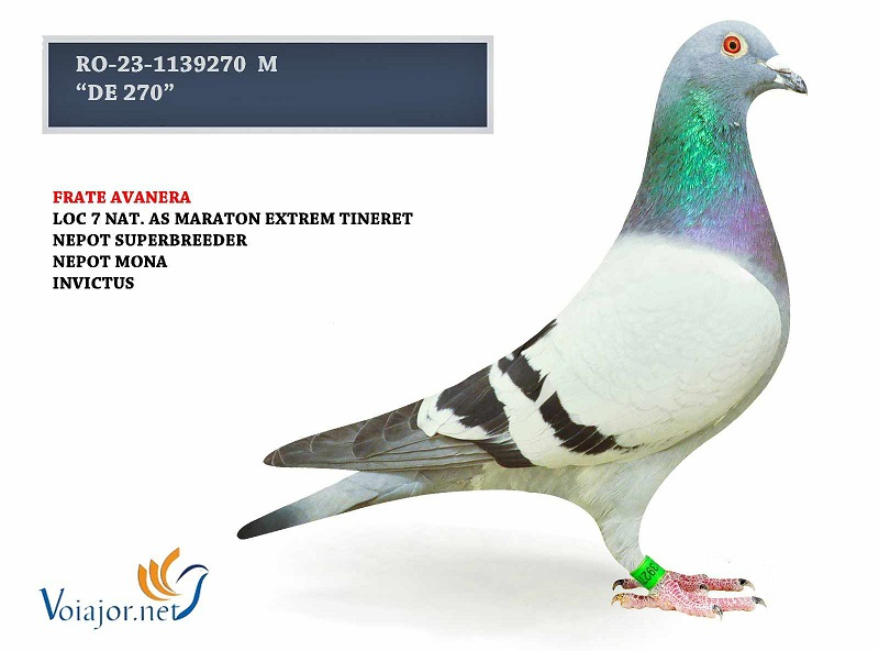 Voiajor.net | Auction Details: Top Auction - Ciobanu Bogdan - Suceava