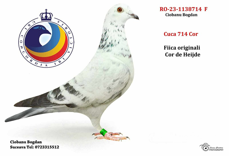 Voiajor.net | Auction Details: Top Auction - Ciobanu Bogdan - Suceava