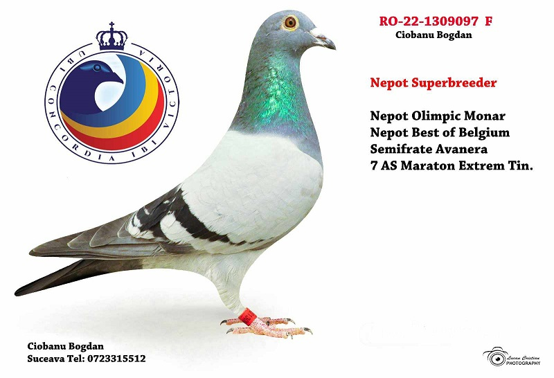 Voiajor.net | Auction Details: Top Auction - Ciobanu Bogdan - Suceava