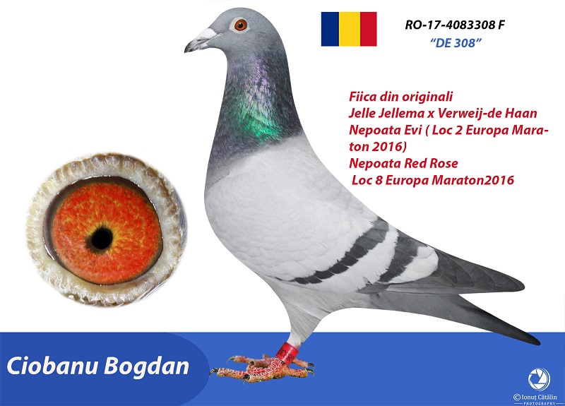 Voiajor.net | Auction Details: Top Auction - Ciobanu Bogdan - Suceava