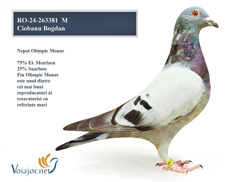 Voiajor.net | Auction Details: Top Auction - Ciobanu Bogdan - Suceava
