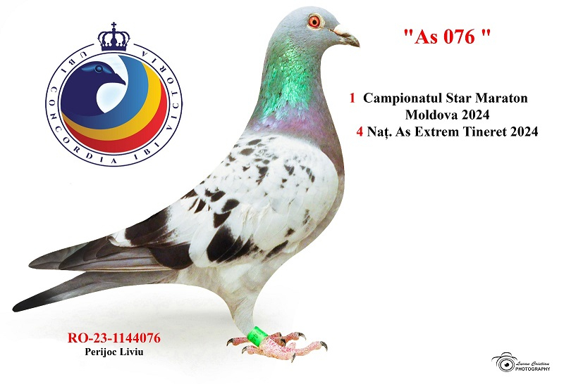 Voiajor.net | Auction Details: Top Auction - Perijoc Liviu - Suceava