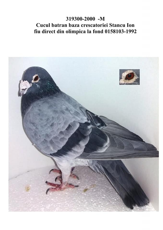 Voiajor.net | Detalii Licitatie: Licitație de Top - Stancu Ion & Stroe ...