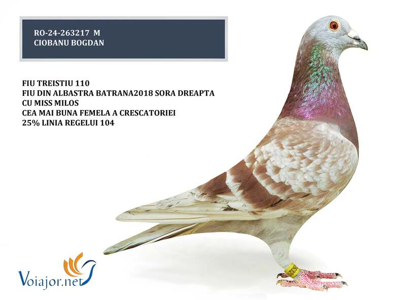 Voiajor.net | Auction Details: Top Auction - Ciobanu Bogdan - Suceava