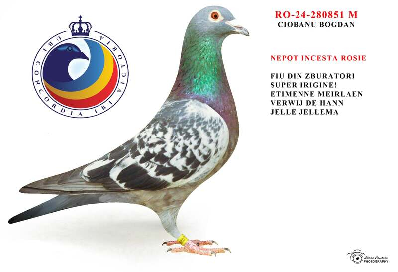 Voiajor.net | Auction Details: Top Auction - Ciobanu Bogdan - Suceava