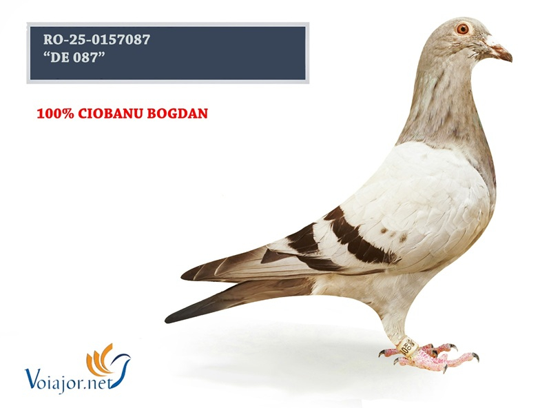 Voiajor.net | Mehr Info: Top-Auktion - Florea Viorel - Suceava