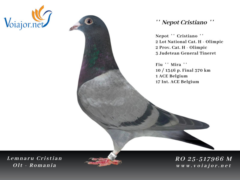 Voiajor.net | Detalii Licitatie: Licitaţie de Top - Lemnaru Cristian - Olt