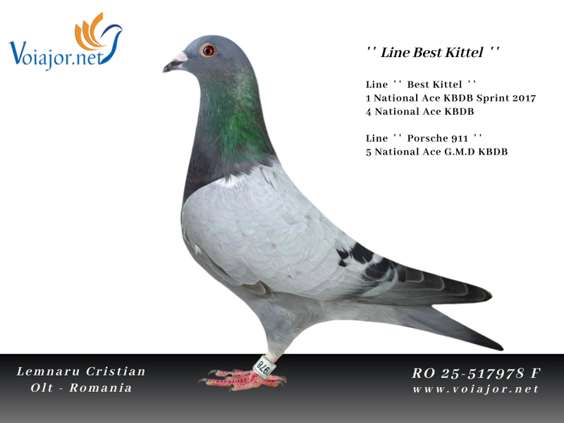 Voiajor.net | Detalii Licitatie: Licitaţie de Top - Lemnaru Cristian - Olt