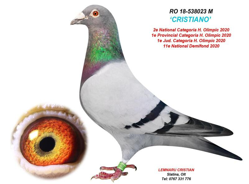 Voiajor.net | Detalii Licitatie: Licitaţie de Top - Lemnaru Cristian - Olt