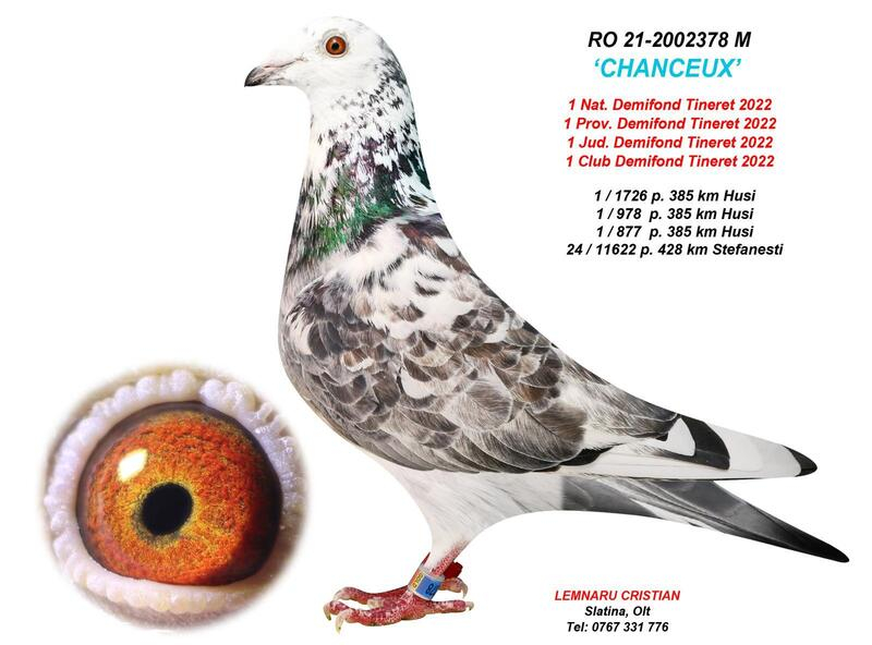 Voiajor.net | Detalii Licitatie: Licitaţie de Top - Lemnaru Cristian - Olt