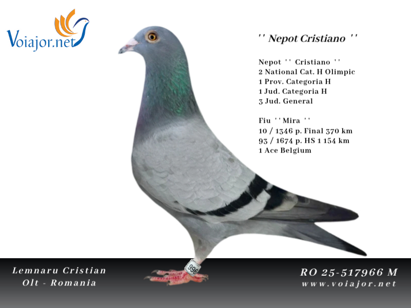 Voiajor.net | Detalii Licitatie: Licitaţie de Top - Lemnaru Cristian - Olt