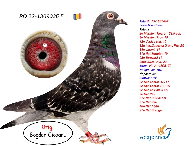 Voiajor.net | Auction Details: Top Auction - Ciobanu Bogdan - Suceava